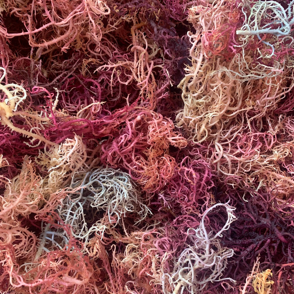 WHOLESALE Rainbow Sea Moss – eastafricanseamoss